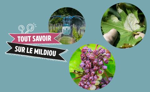 Tout savoir sur le mildiou par Toutlevin